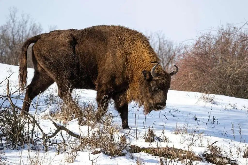 Poland: European bison population
