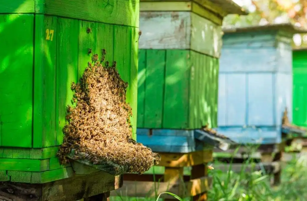 World: Beehive sensors