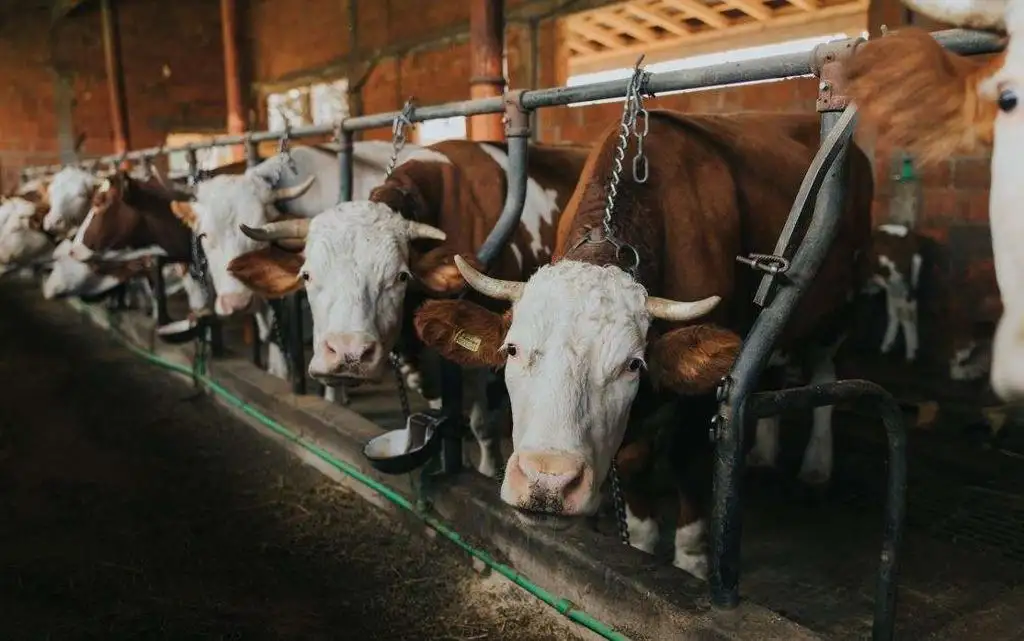 Poland: Subsidies for purebred meat bulls