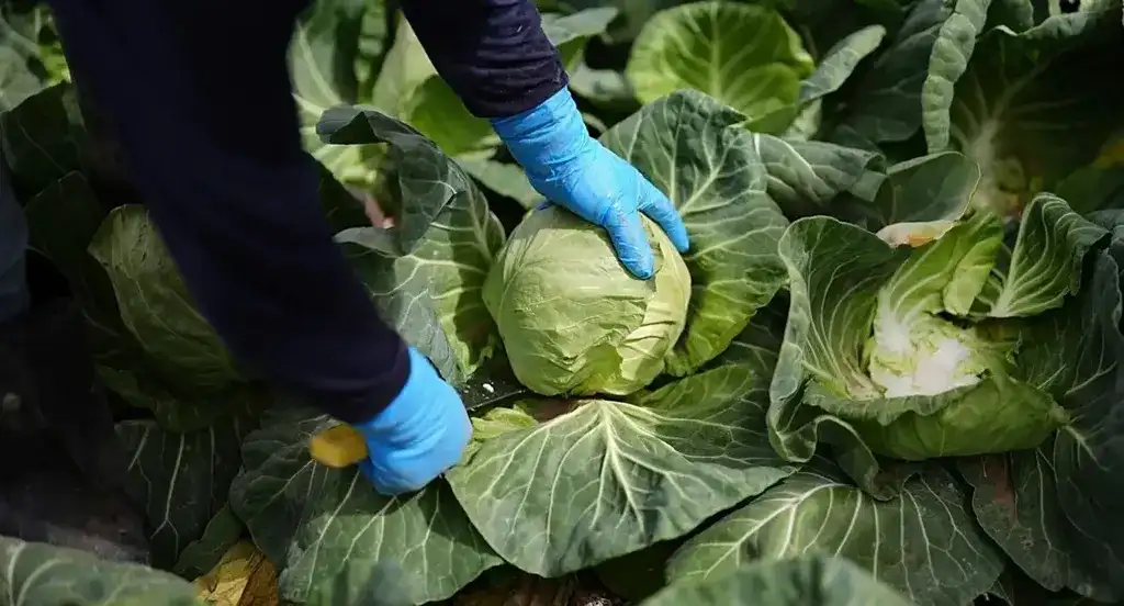 World: Fixing diet vs. cutting farming emissions
