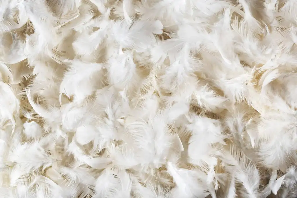 Edible protein from chicken feathers