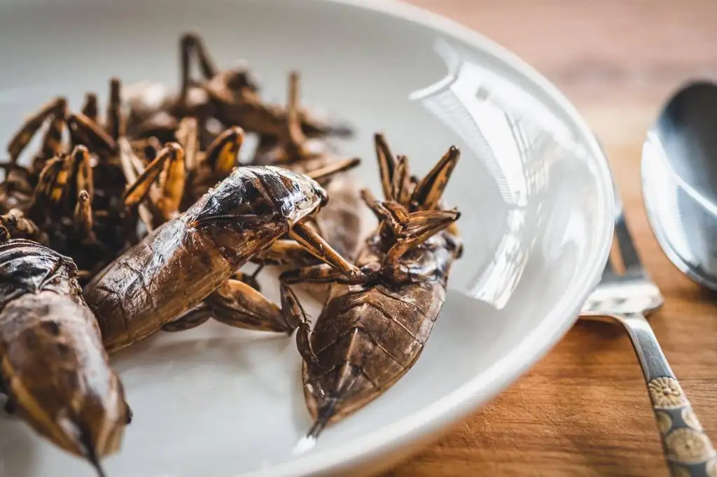Insects — Europe’s new delicacy?