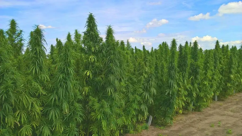Revival of hemp cultivation in Poland