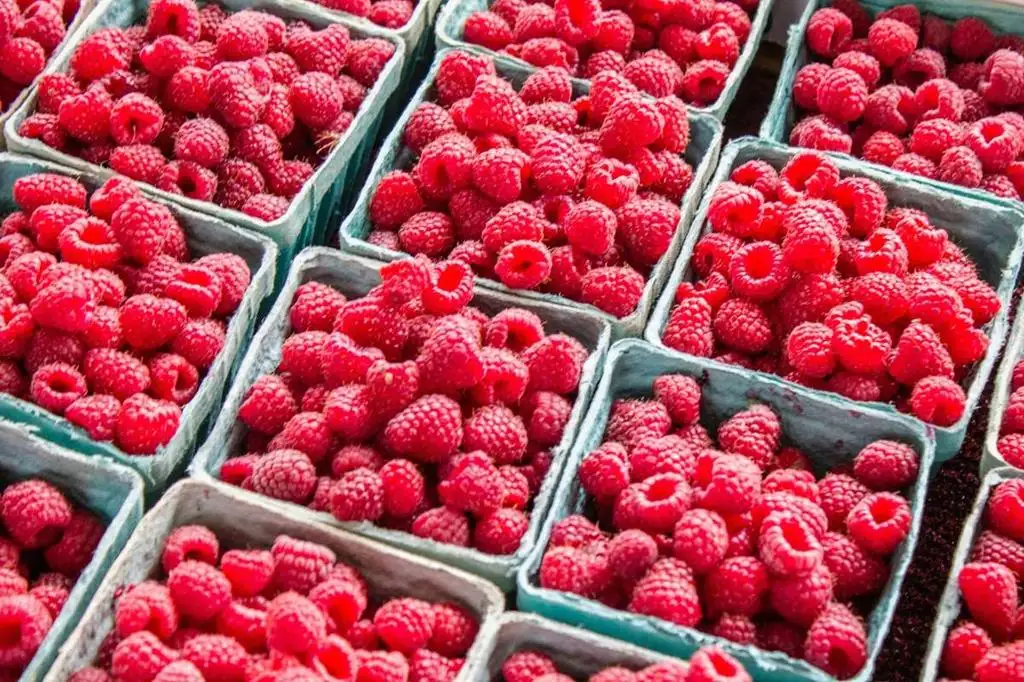 Poland: The raspberry market