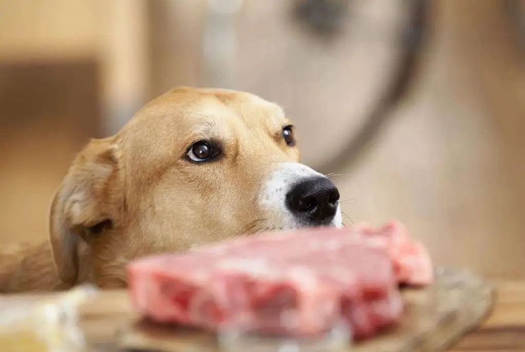World: First lab-grown meat for pets