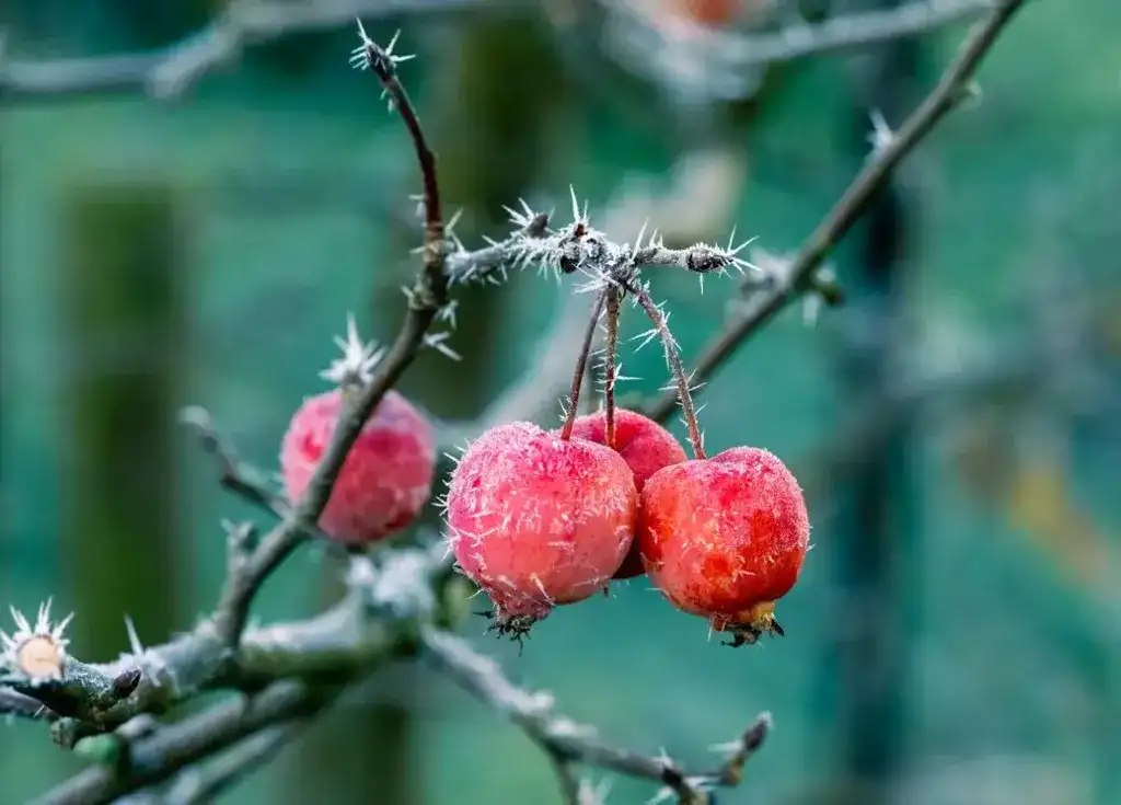 Poland: Aid for frost-affected crops