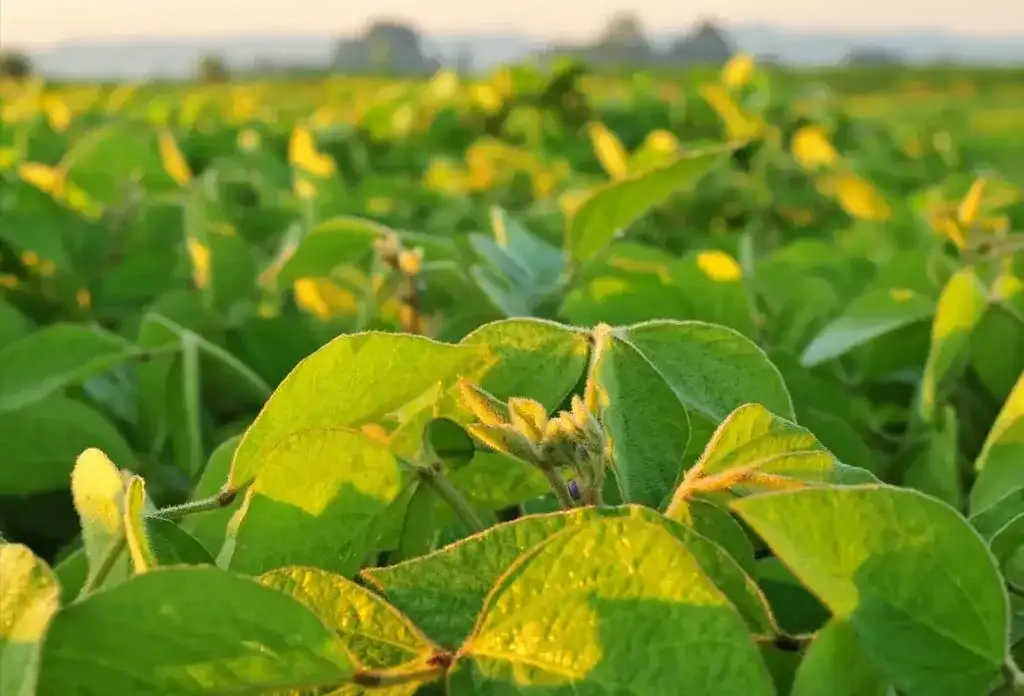 World: Soybean yields projections