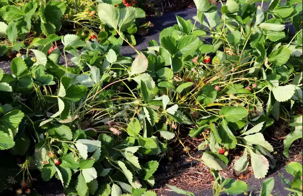 Polska: Susza w uprawach w Polsce