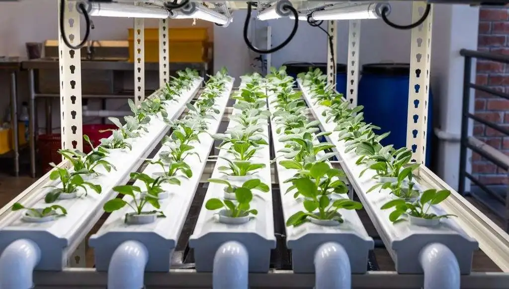 World: PLANTATION installation at Urban Farmer Project
