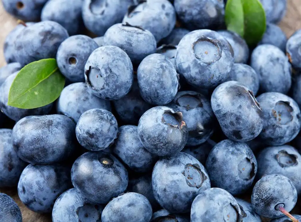 Morocco: Blueberry cultivation
