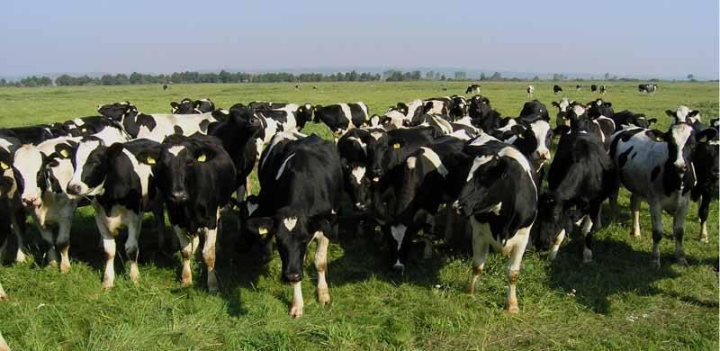 New cattle selection criteria