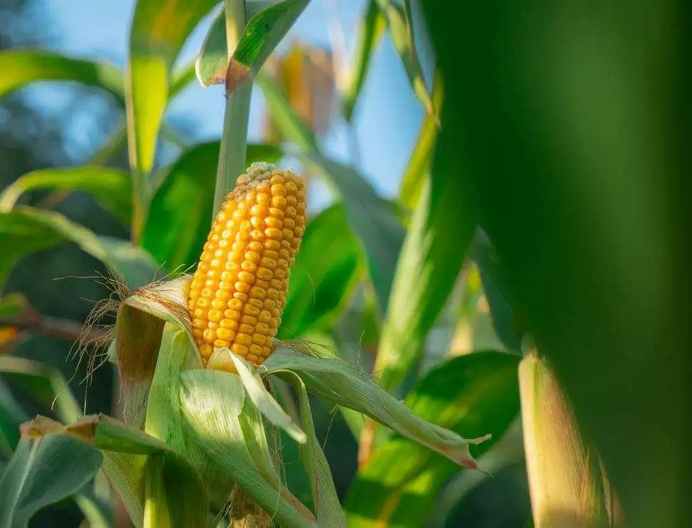 Poland: Corn yield and harvest 2024