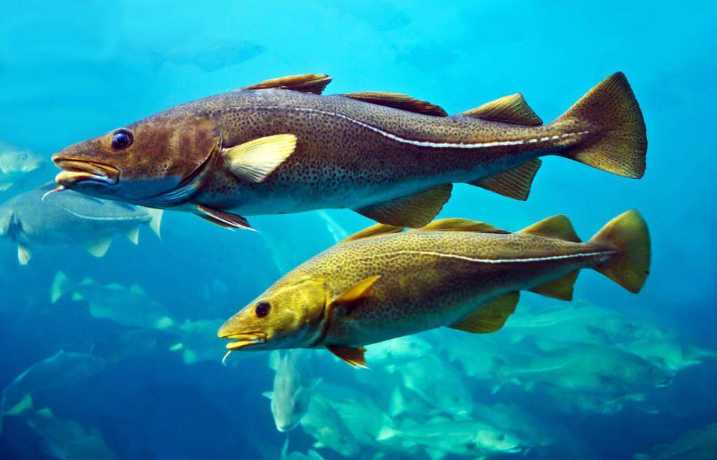 Poland: Some of the Baltic cod will not survive
