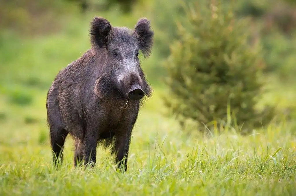 Poland: Scientists to study wild boar movements
