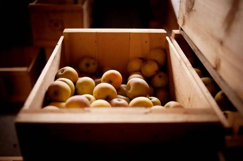 Morocco: Opening of apple cold-store facilities