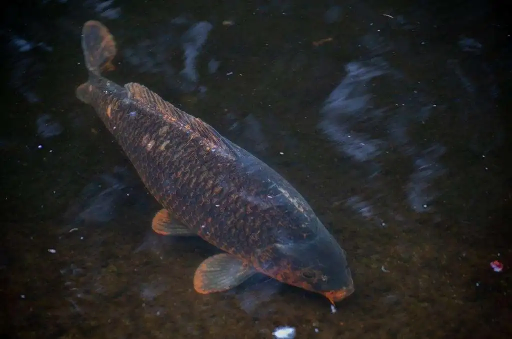 Poland: Poland is the leading producer of carp in the European Union