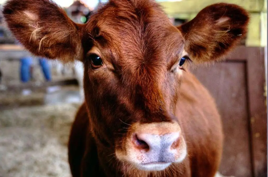 World: Illinois project creates first insulin-producing cow