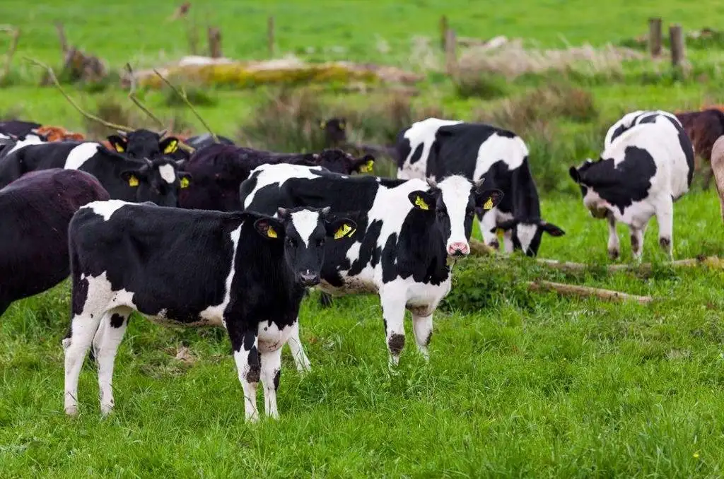 World: $205K awarded to help dairy producers enhance cow comfort
