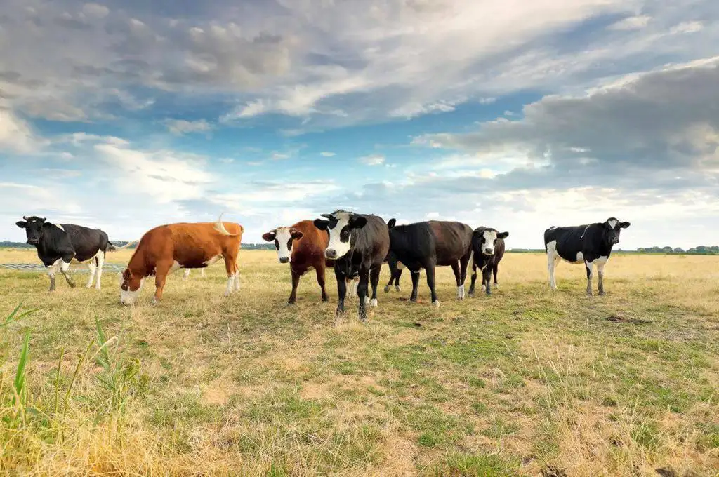 USA: Fifth-generation cattle rancher aims to build biggest U.S. beef plant