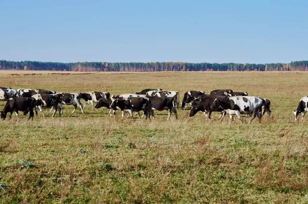 World: Calif. emerges as hotspot for avian flu outbreak in dairy herds