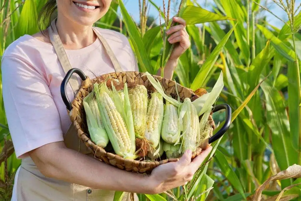 World: Corn sales miss the mark