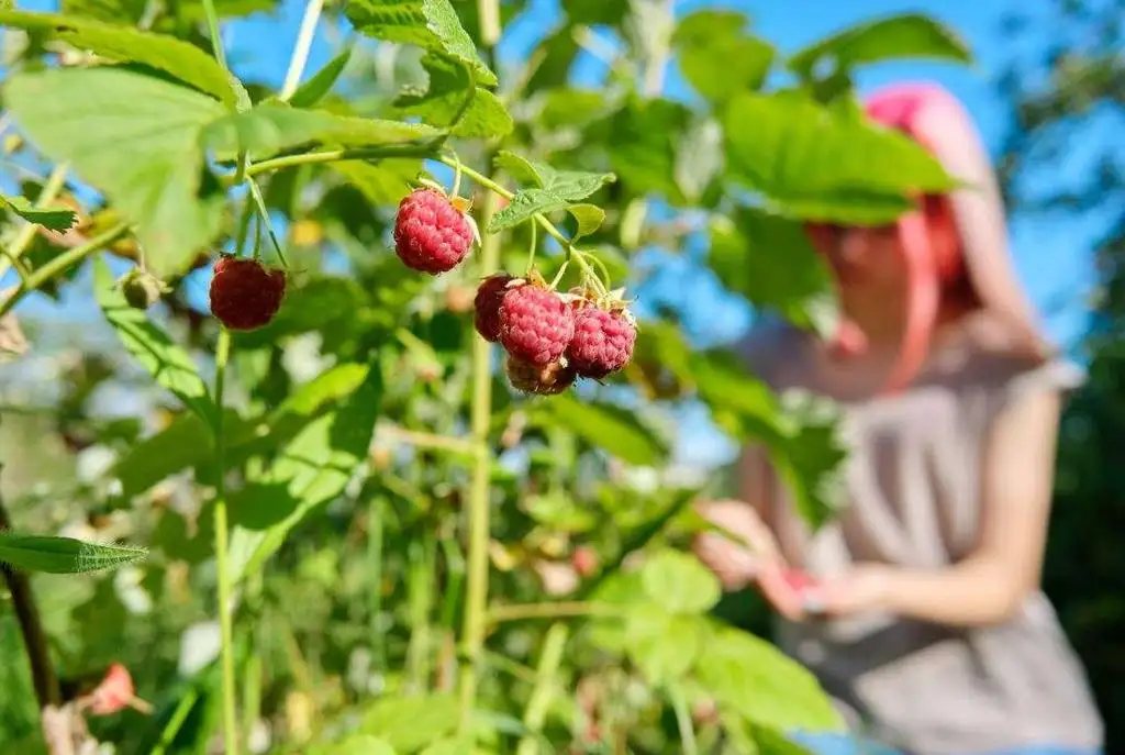 Poland: Will last season encourage strawberry and raspberry growers to ...