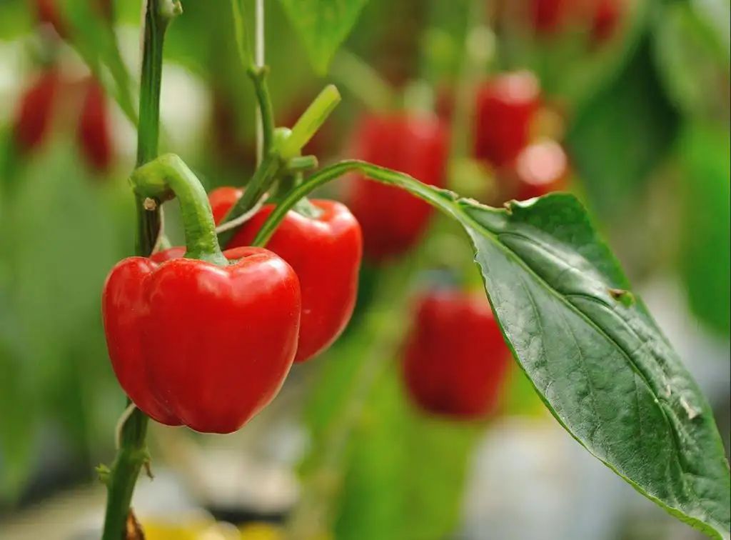 Poland: Season for Polish peppers