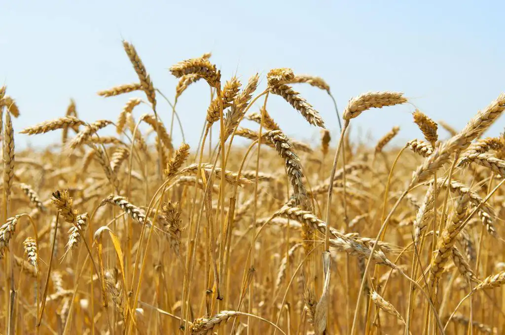 USA: Wheat prices reach unprecedented levels