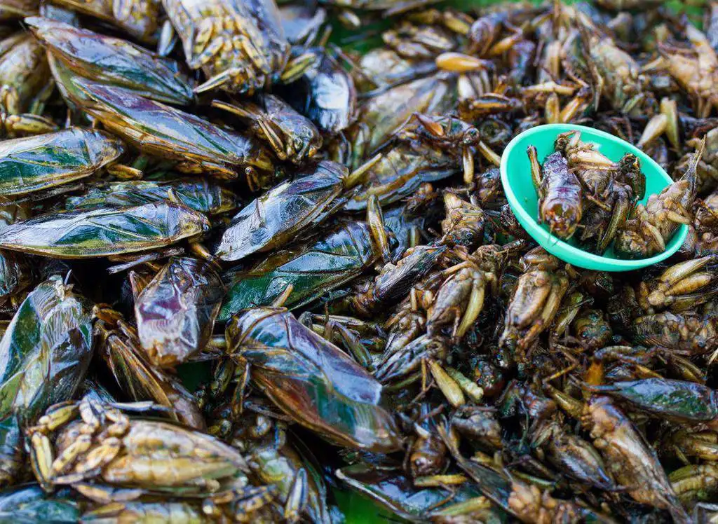 Poland: Products made of insects