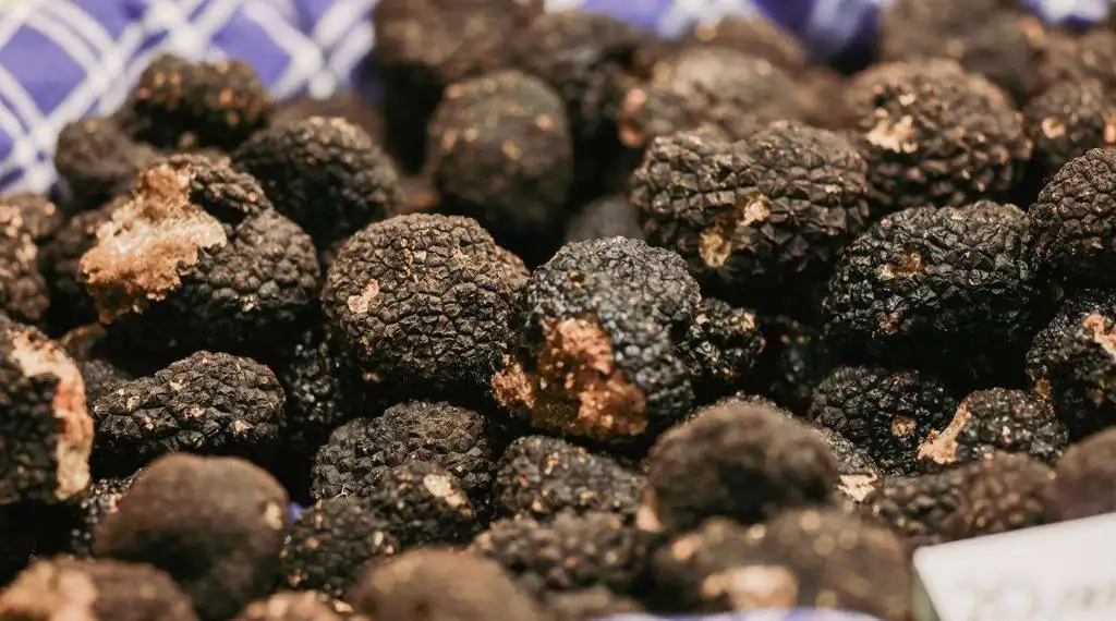 World: New truffle species