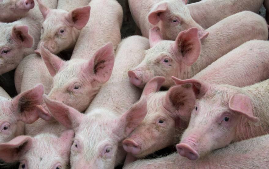 Poland: Swine market – prices still below production costs