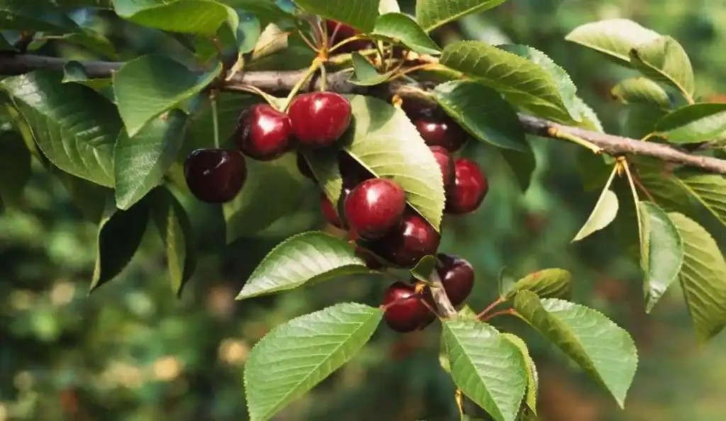 World: Worst cherry harvest in 50 years