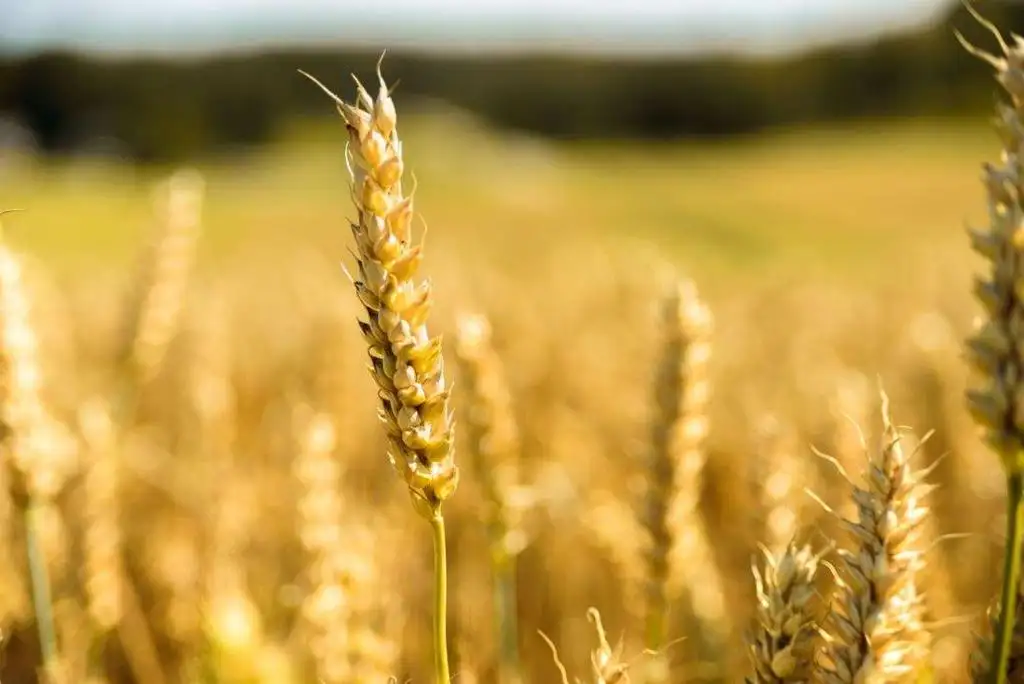 Poland: Reduction in maximum permissible levels of mycotoxins in cereals